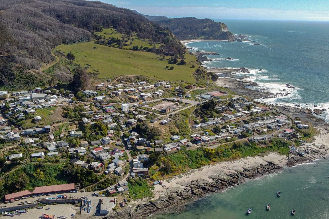 Coliguacho, el incómodo veraneante del sur de Chile