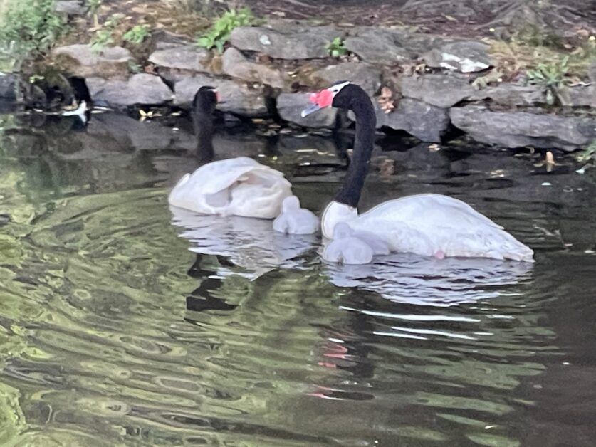 Cisnes recién nacidos en Laguna de Los Patos de la UdeC: Estas son las ...