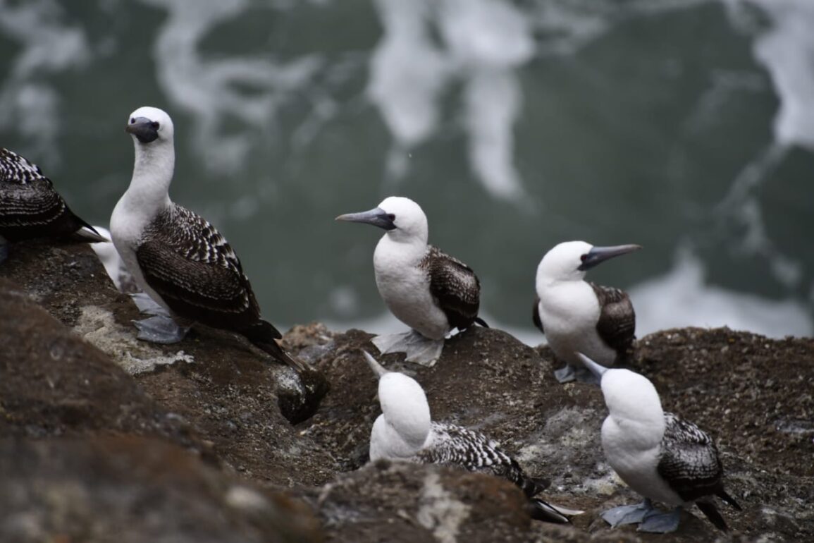Isla Santa María, el aislado refugio de humanos y aves en el golfo de ...